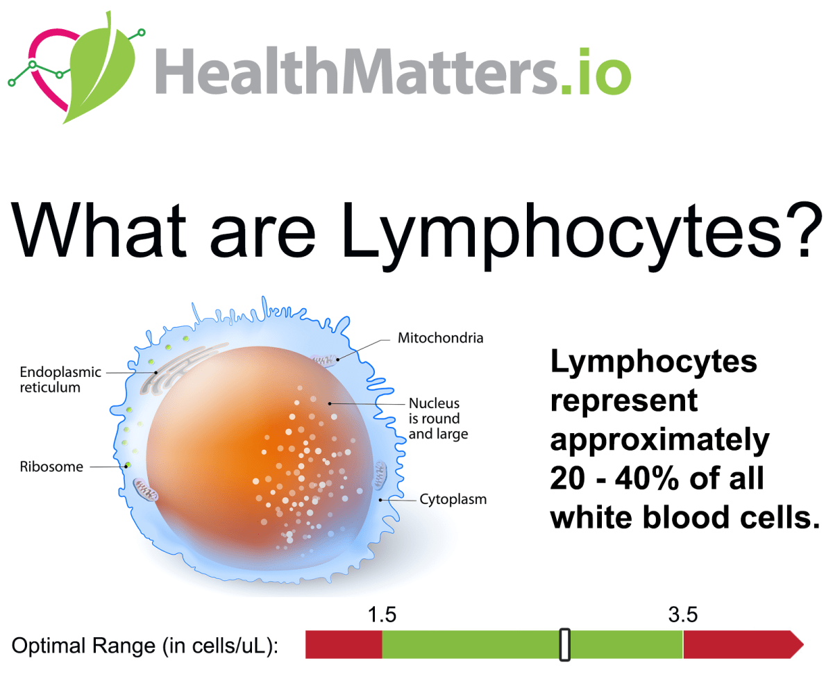 Lymphocytes Definition What Level Of Lymphocytes Is Considered