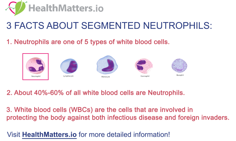 Segmented Neutrophils – 3 Quick Facts