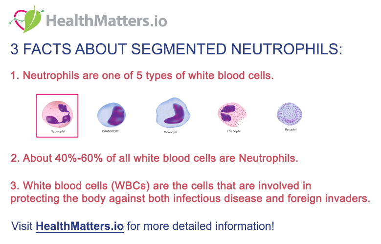 Segmented Neutrophils – 3 Quick Facts