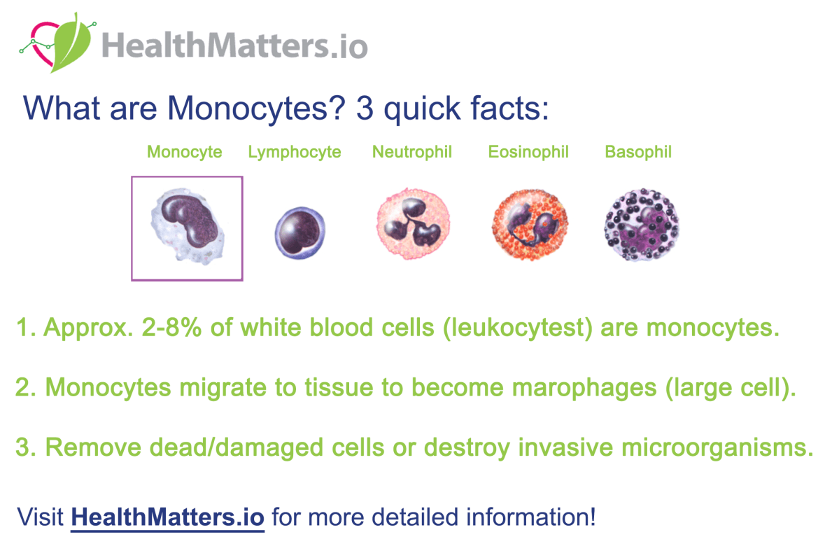 What are Monocytes (Absolute & Percent), Normal/Optimal Ranges + Meaning?