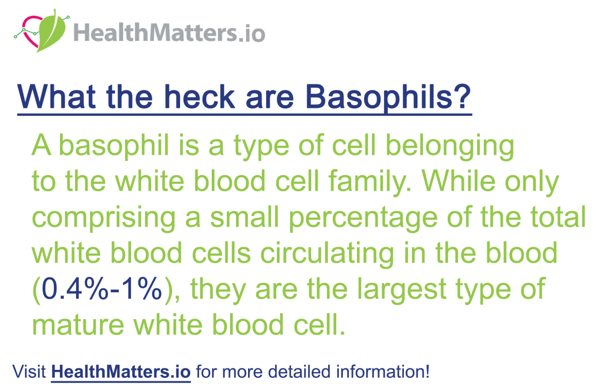 Basophils Definition Leukocyte Definition And Examples Biology