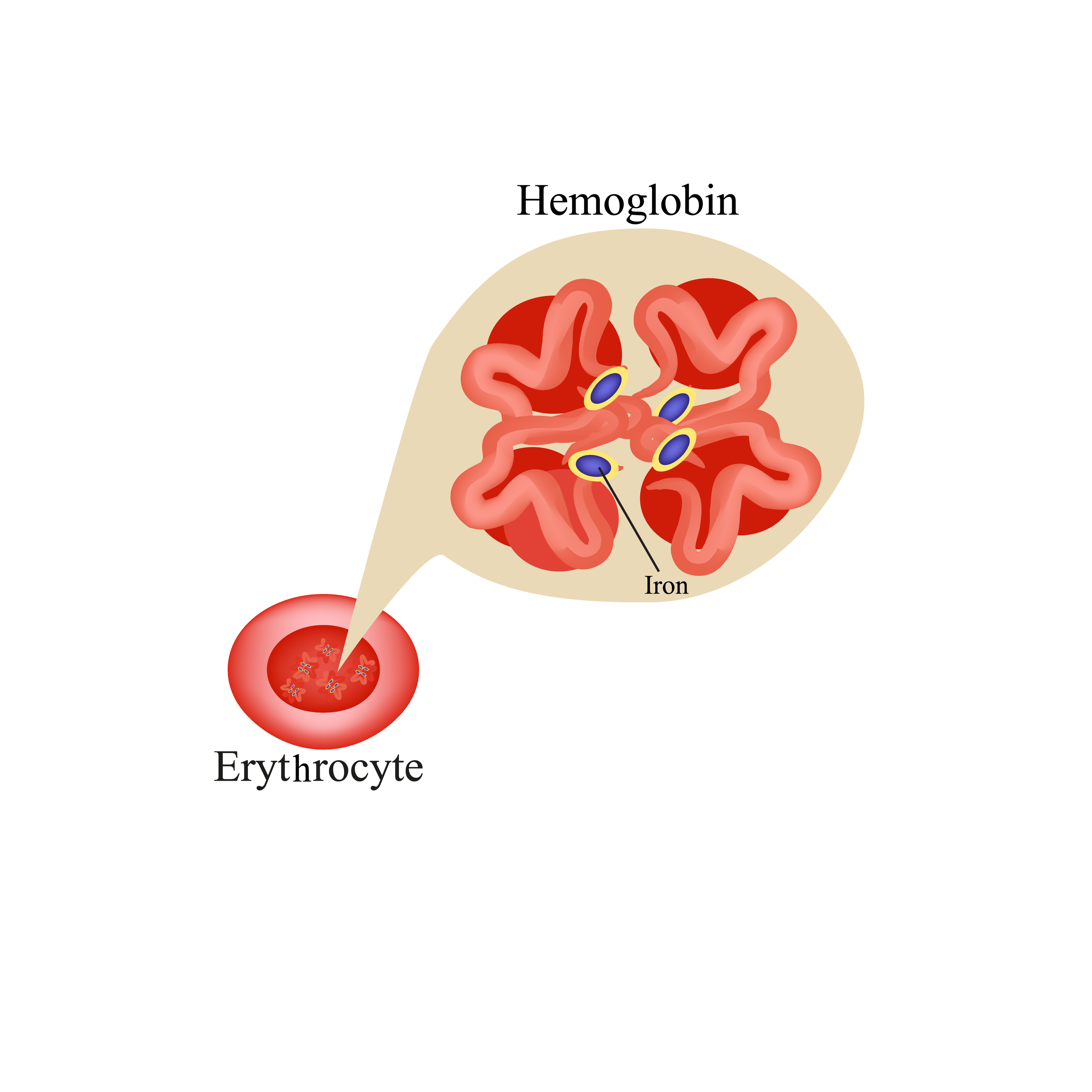 What is Hemoglobin?