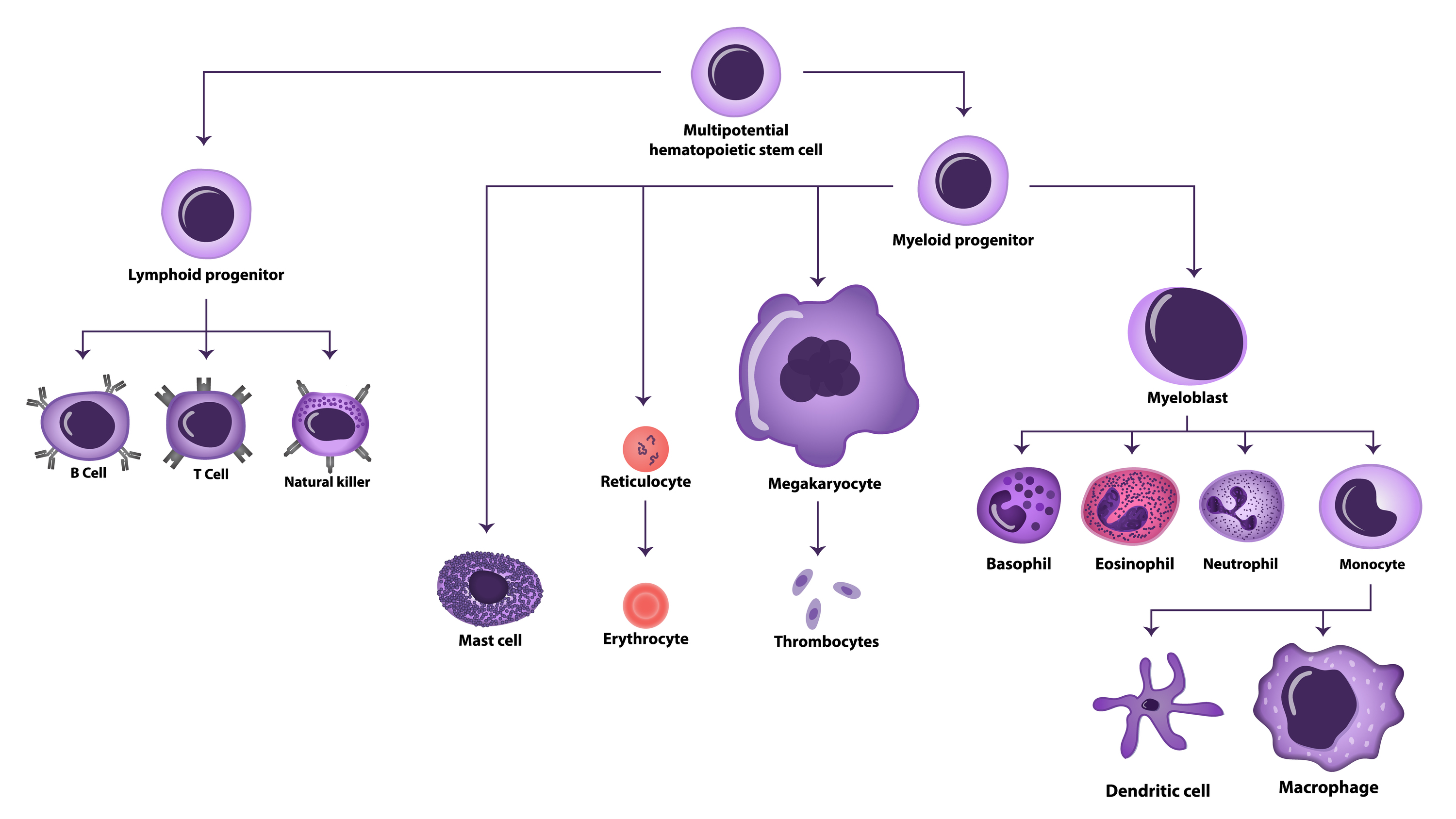 What are Reticulocytes?