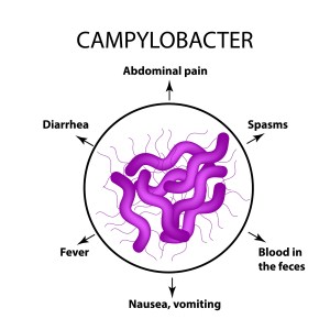 What is Campylobacter?