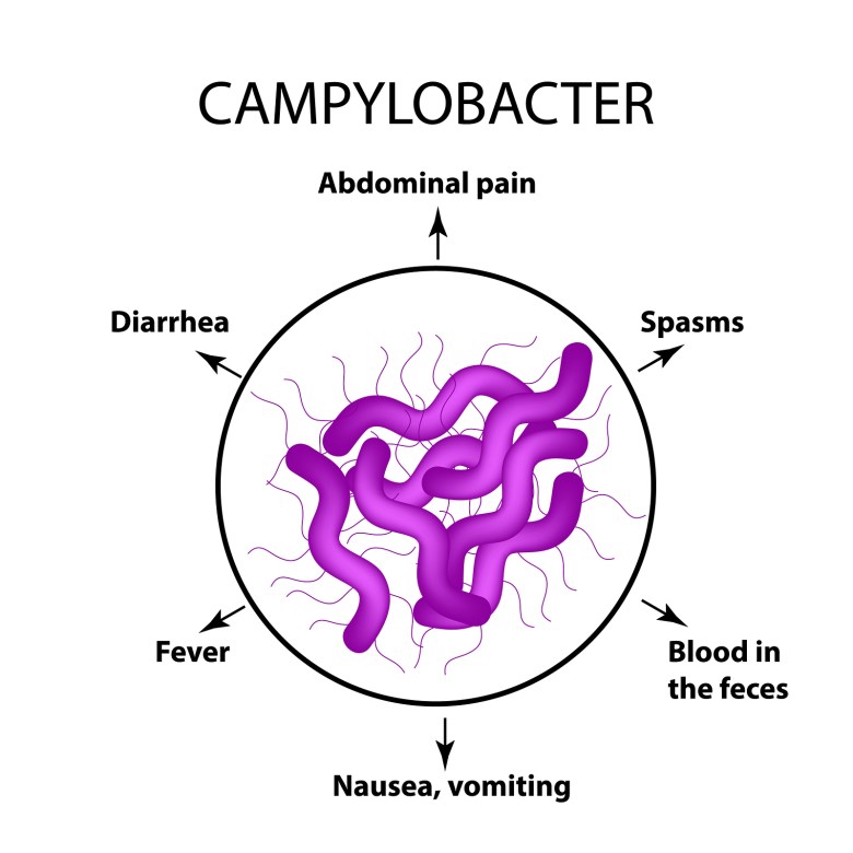 What is Campylobacter?