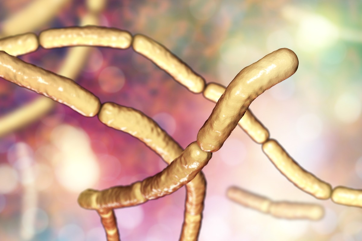 What is Bacillus spp.?