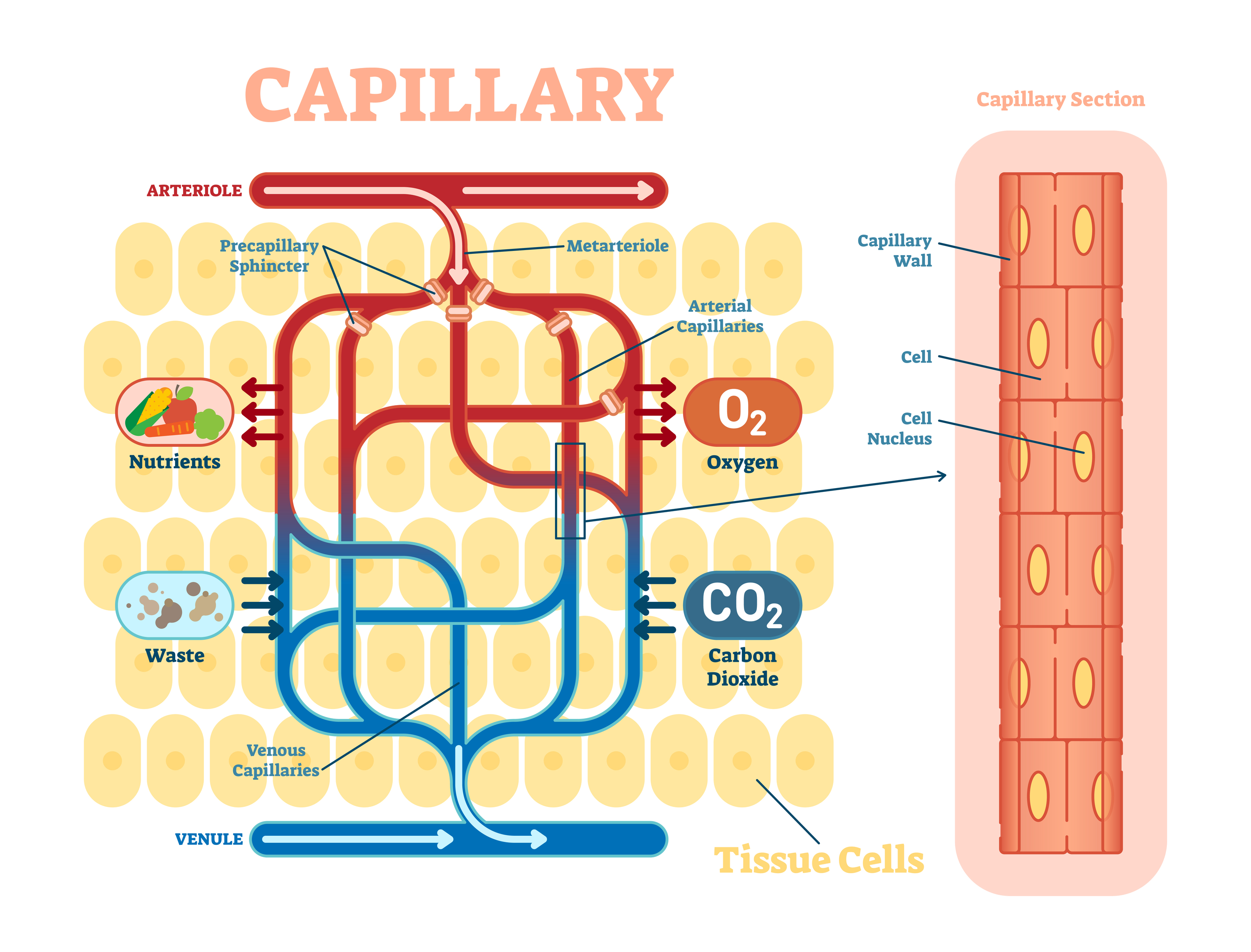 RDW-CV and RDW-SD: “Red Cell Distribution Width” FULLY explained ...