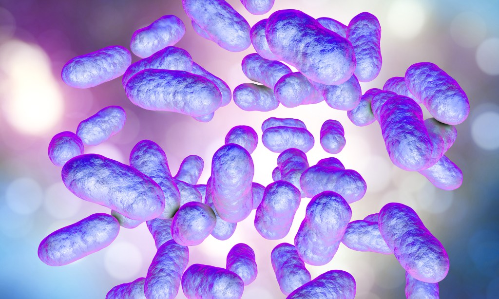 What is the Bacteroides-Prevotella group?