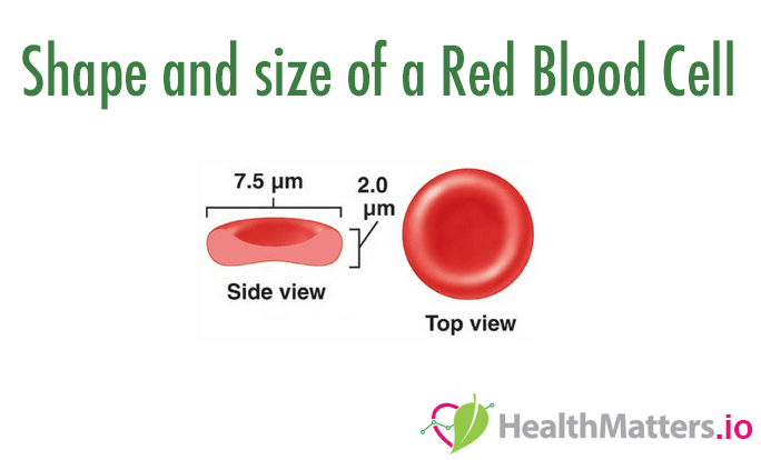 RDW-CV and RDW-SD: “Red Cell Distribution Width” FULLY explained ...