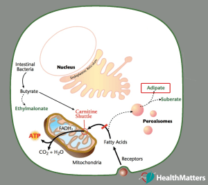 What is Adipate? Definition, Reference Ranges, Interpretation