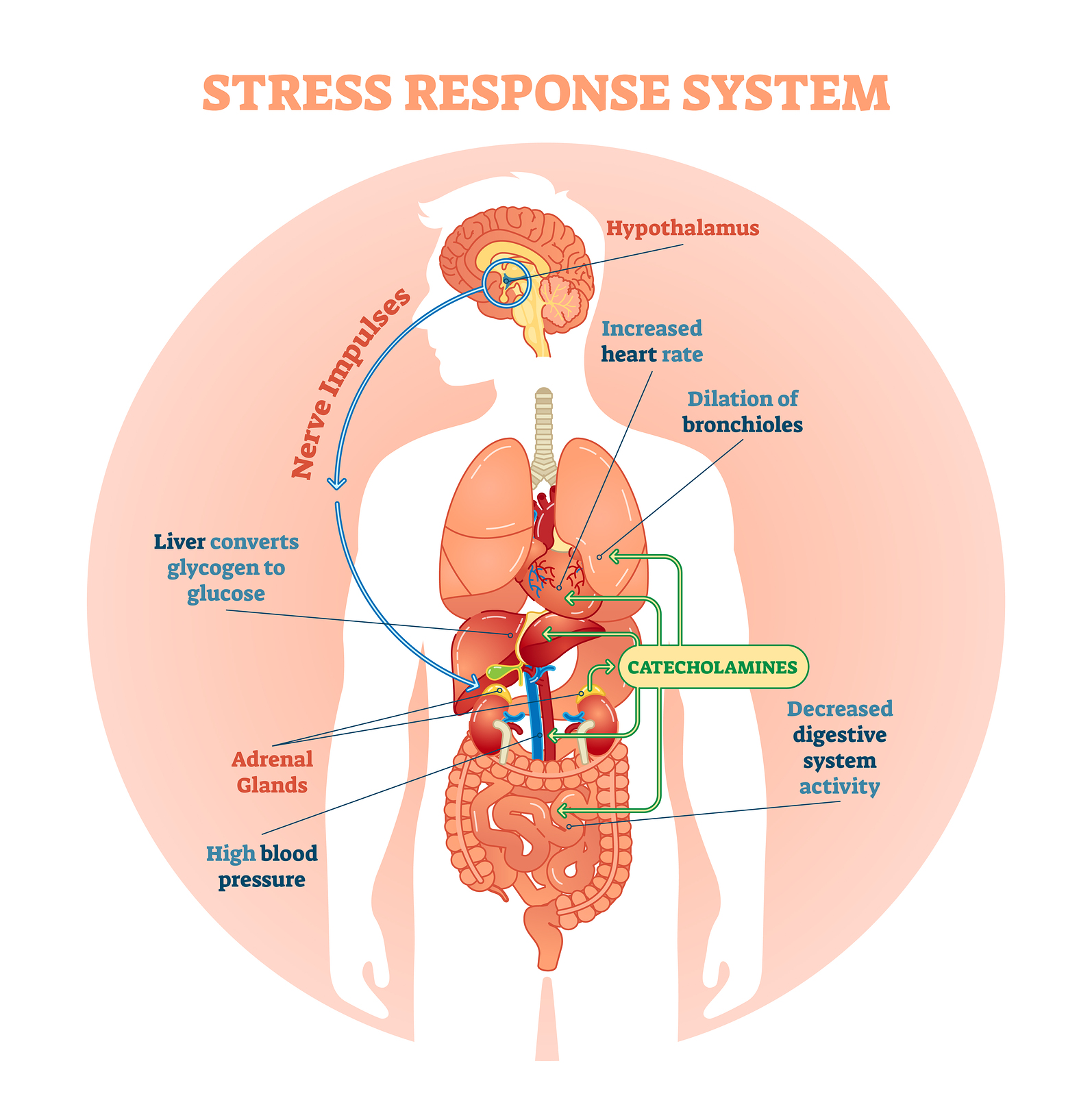 What are Catecholamines (Total)