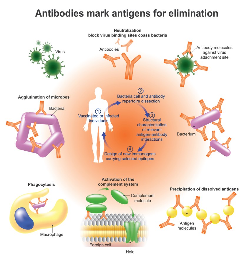 What are Free Kappa Light Chains, Serum?