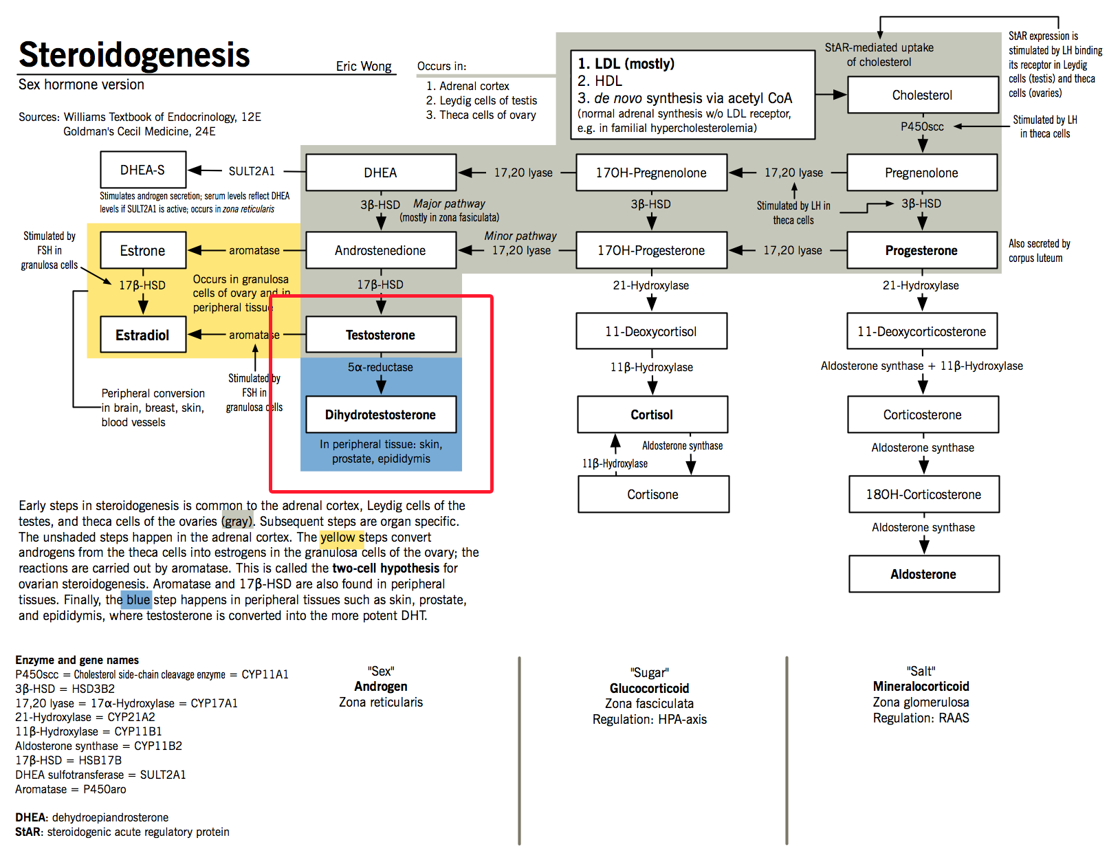 What is 5a-DHT (Dihydrotestosterone)?