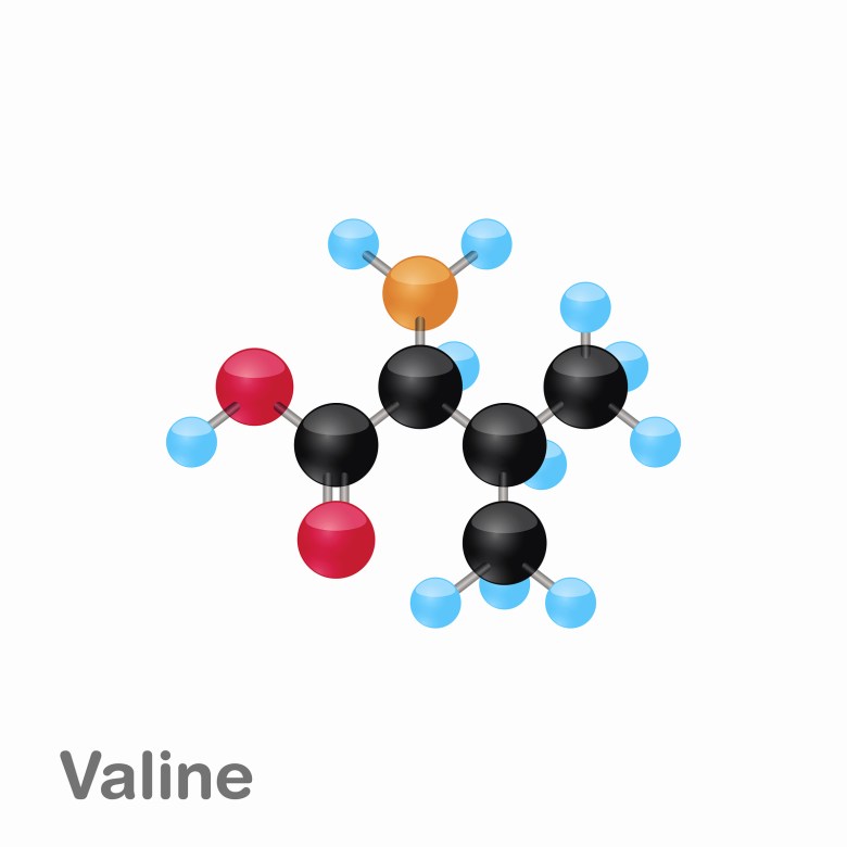 What is Valine?