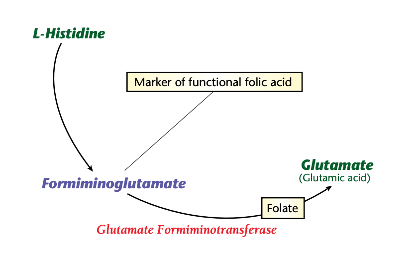 What is Formiminoglutamate?