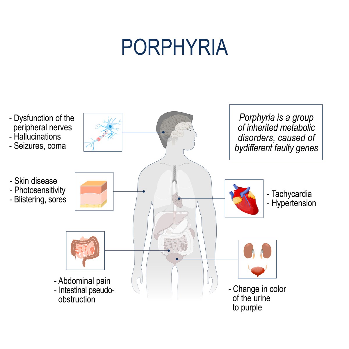 What are Total Porphyrins?