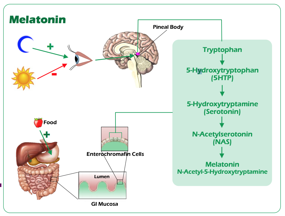 What is Tryptophan? High and low values | Lab results explained
