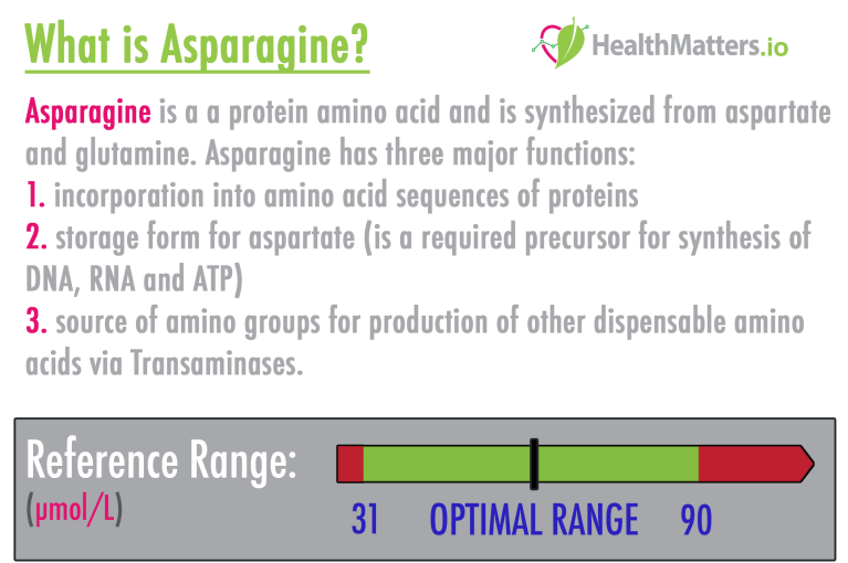 What is Asparagine? High and low values | Lab results explained