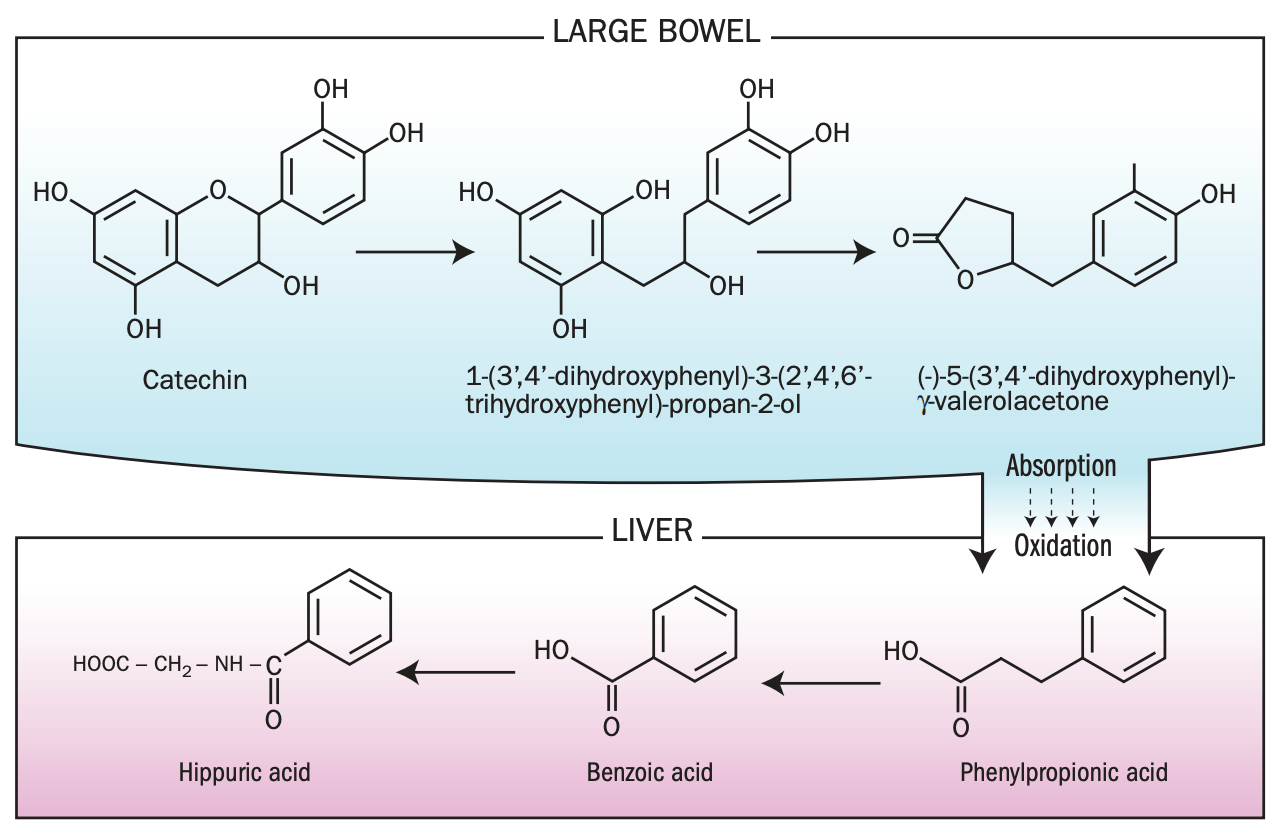 What is Hippurate? High and low values | Lab results explained