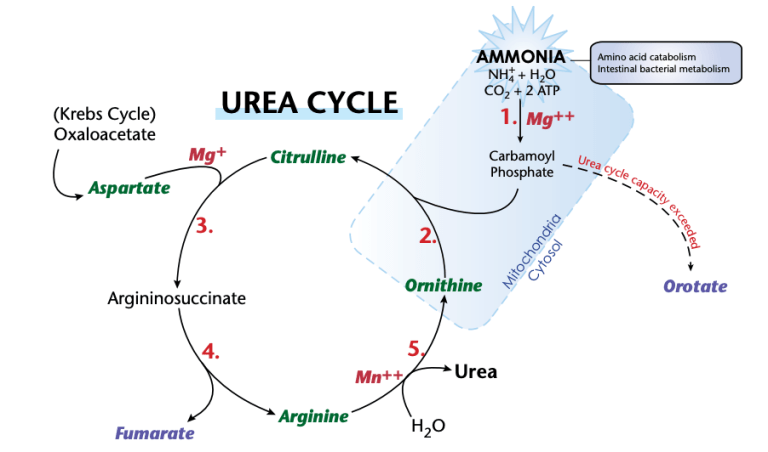 What is Ornithine? High and low values | Lab results explained