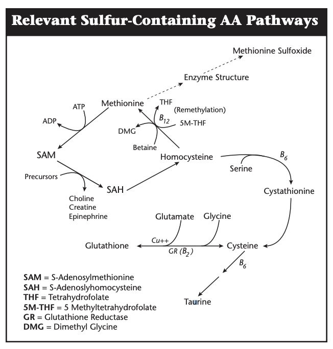 What is Taurine? High and low values | Lab results explained