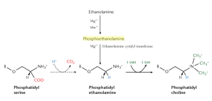 What is Phosphoethanolamine? High and low values | Lab results explained