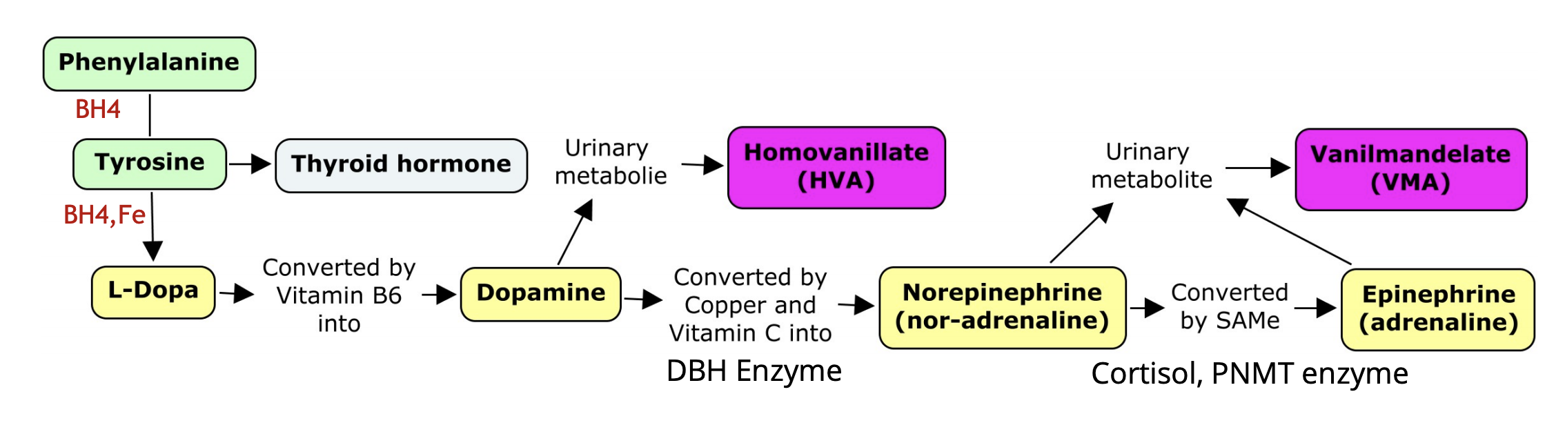 What is Vanilmandelate (VMA)? High and low values | Lab results explained