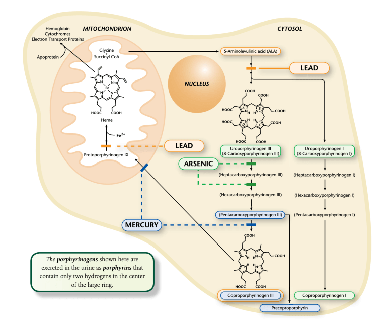 What is Coproporphyrin I? High and low values | Lab results explained