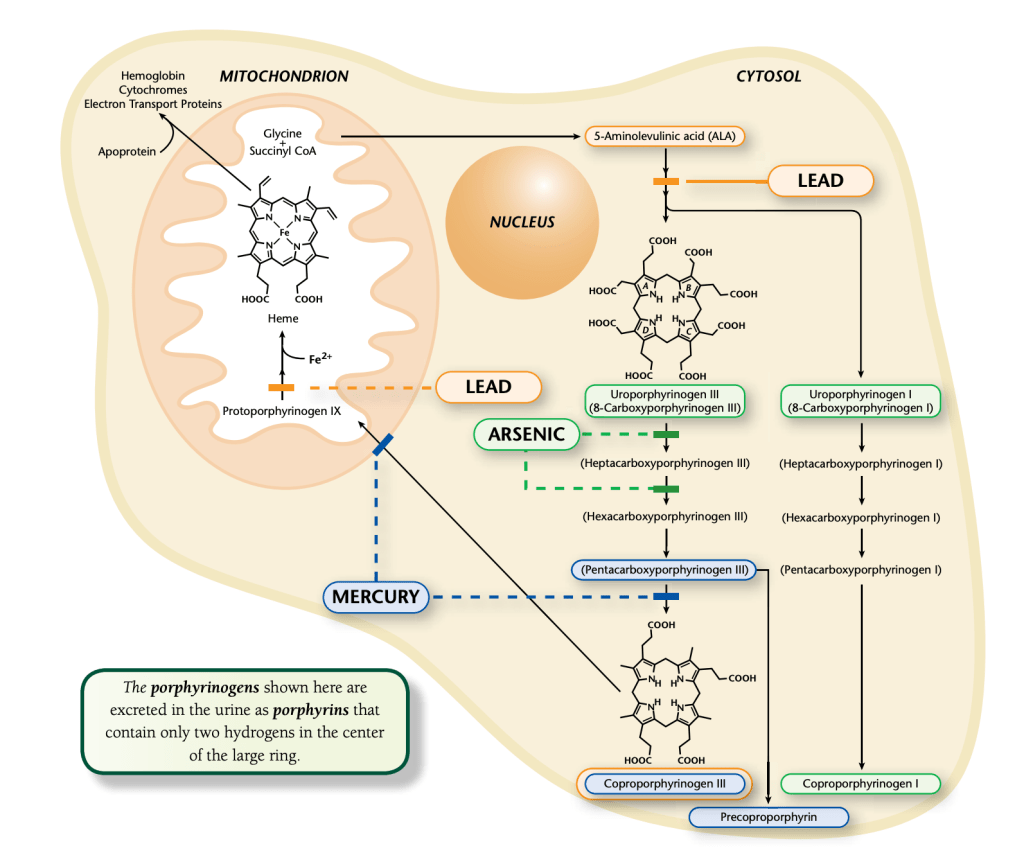 What is Coproporphyrin I? High and low values | Lab results explained